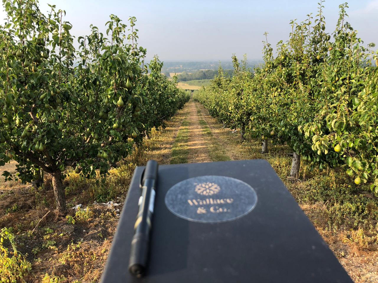 Wallace & Co. in 2020 – Wallace and Company